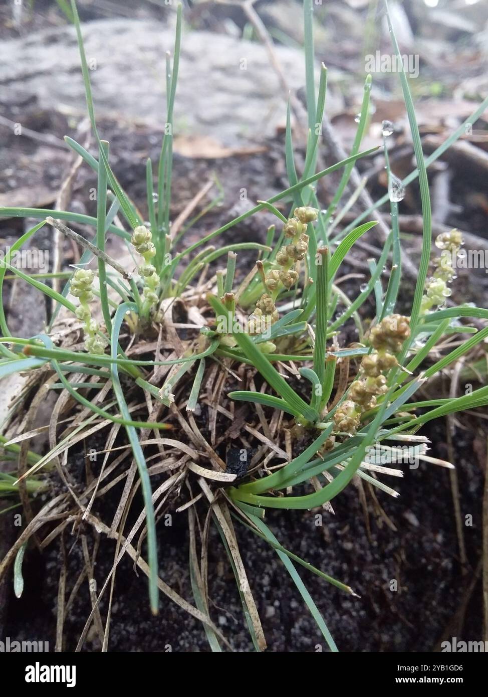 dwarf mat-rush (Lomandra nana) Plantae Stock Photo - Alamy