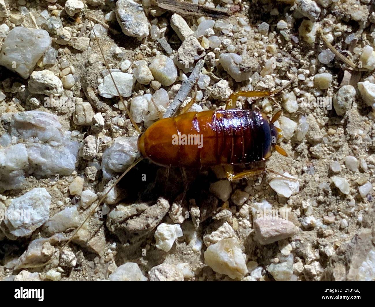 Turkestan Cockroach (Periplaneta lateralis) Insecta Stock Photo - Alamy