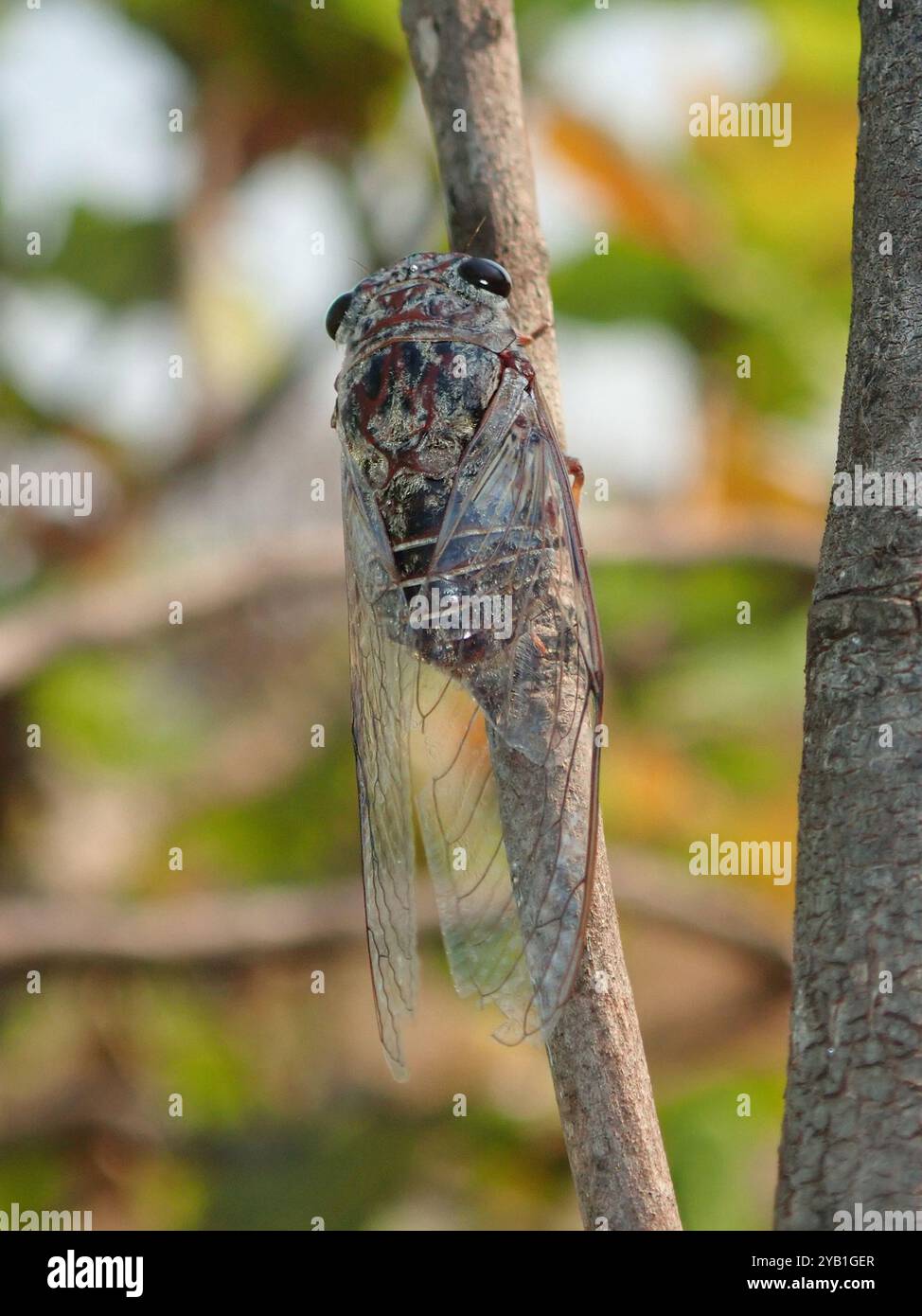 Typical Cicadas (Cicadidae) Insecta Stock Photo - Alamy