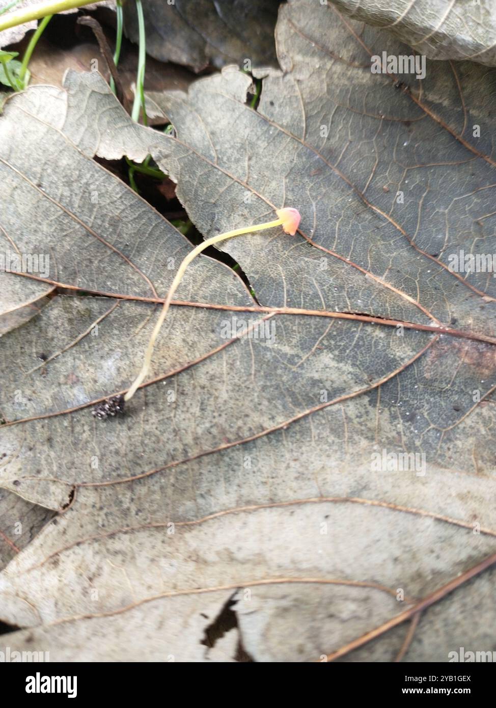 orange bonnet (Mycena acicula) Fungi Stock Photo - Alamy