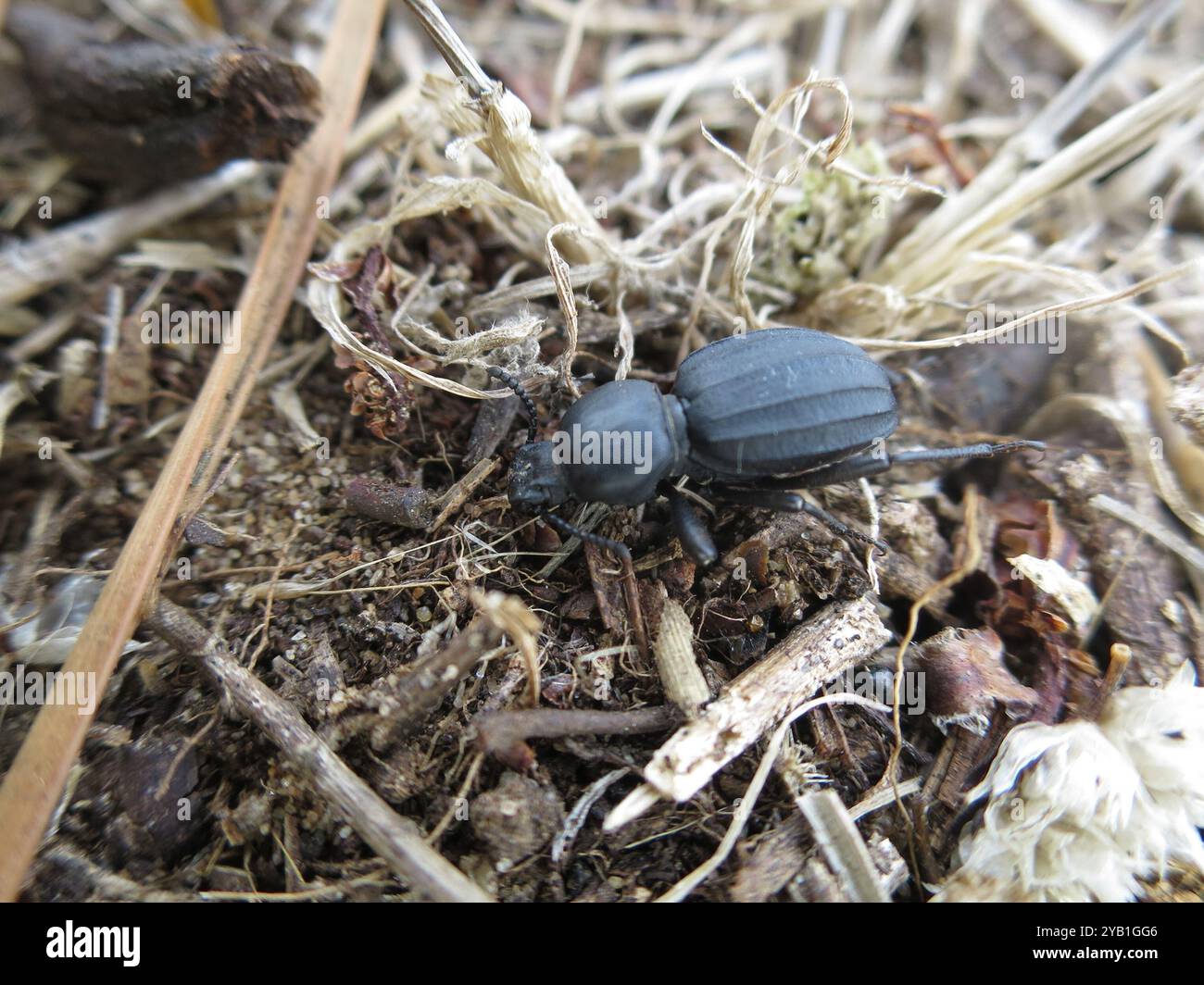 (Scaurus gigas) Insecta Stock Photo - Alamy