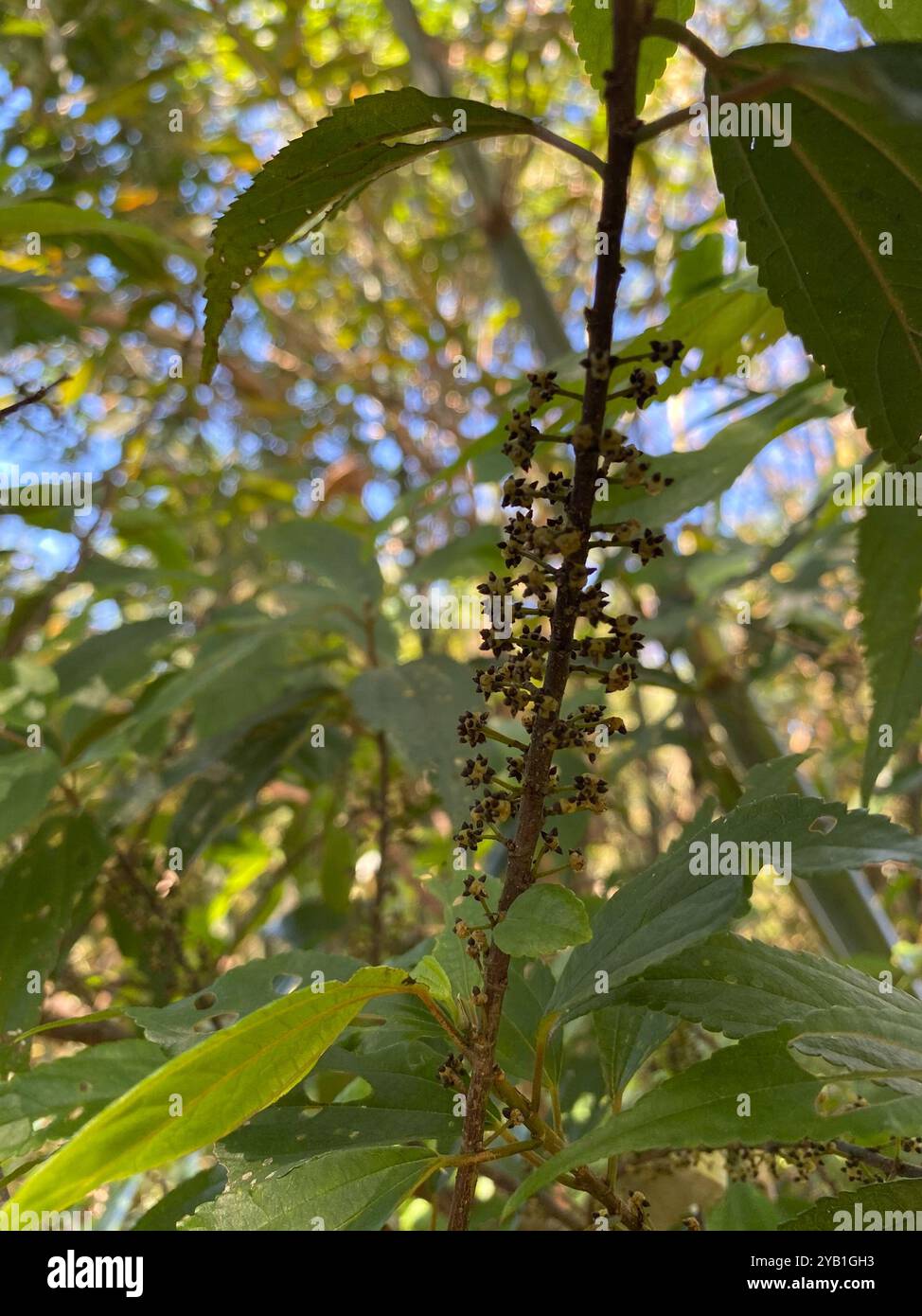 Longpedicel Woodnettle (Oreocnide pedunculata) Plantae Stock Photo - Alamy
