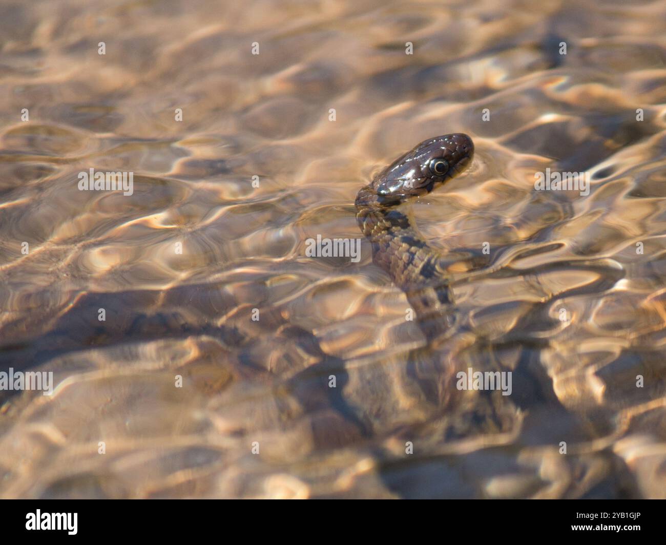 Mimics snake hi-res stock photography and images - Alamy