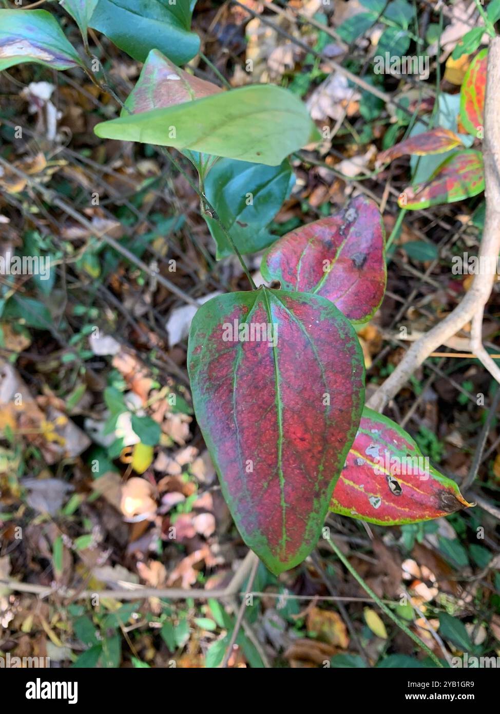 sawbrier (Smilax glauca) Plantae Stock Photo - Alamy