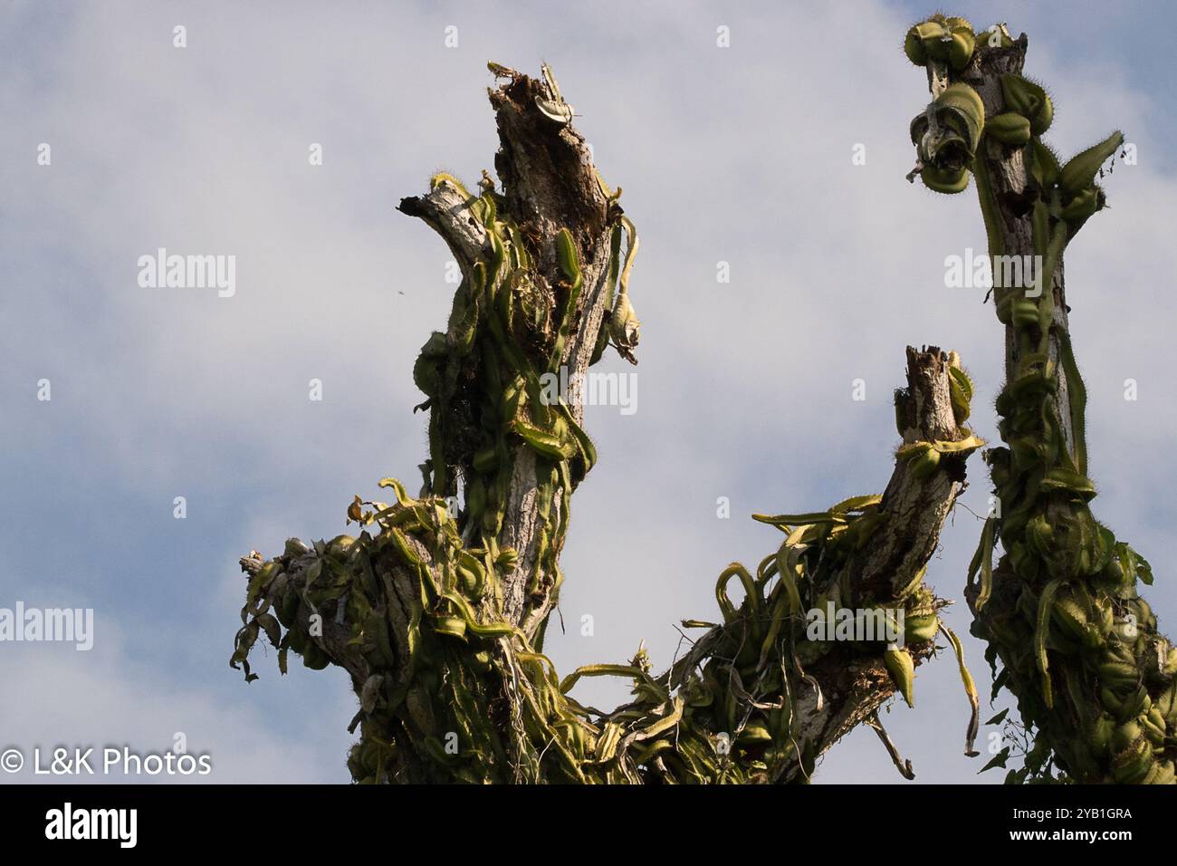 globular cacti, moonlight cacti, torch cacti, and allies (Cactoideae ...