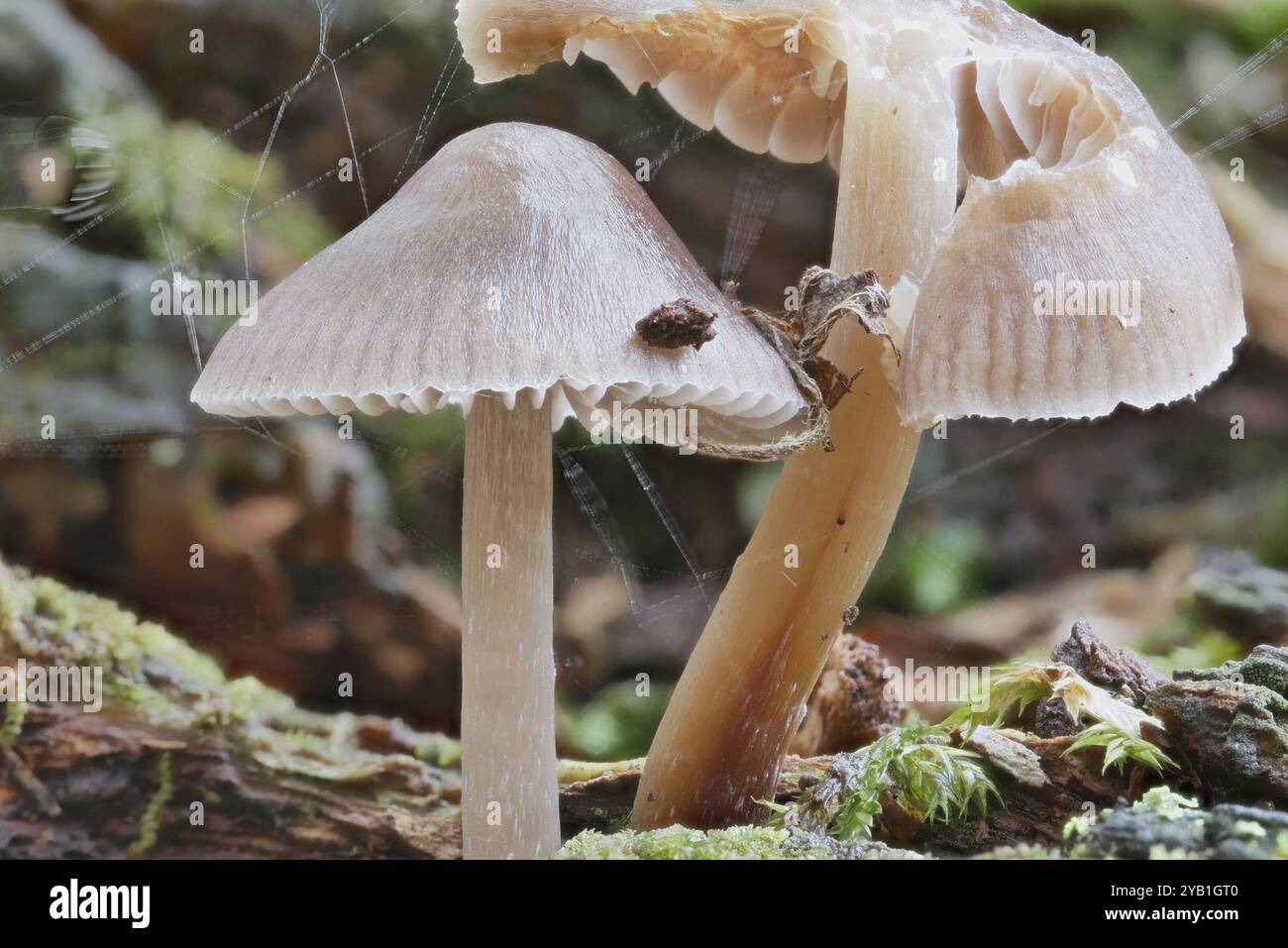 clustered bonnet (Mycena inclinata) Fungi Stock Photo - Alamy