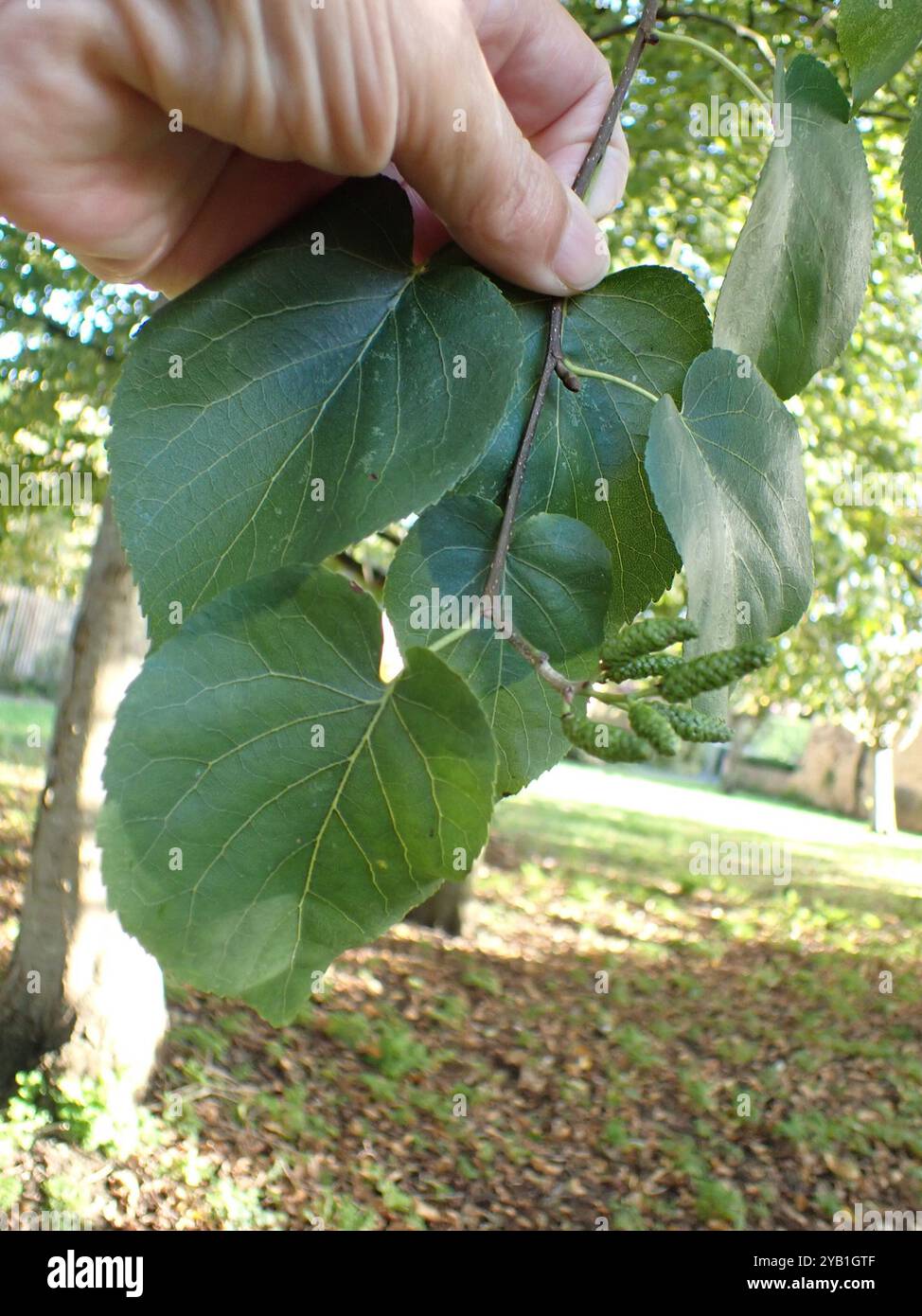 Italian alder (Alnus cordata) Plantae Stock Photo - Alamy