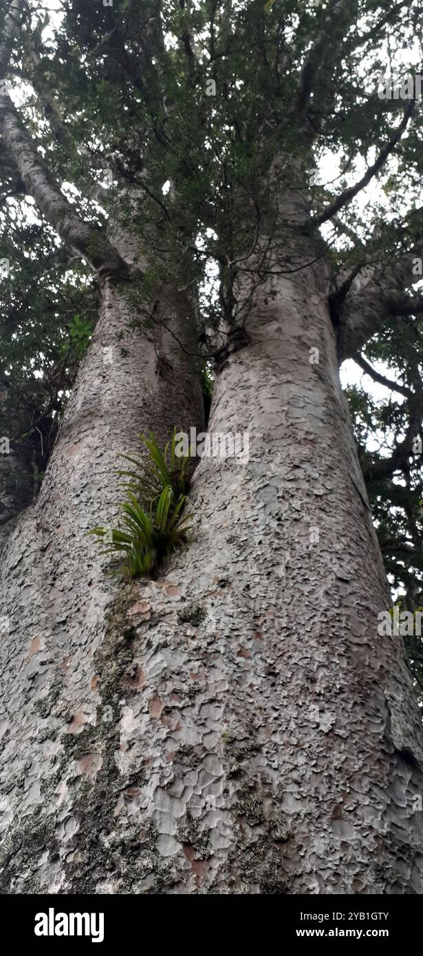 Kauri (Agathis australis) Plantae Stock Photo - Alamy