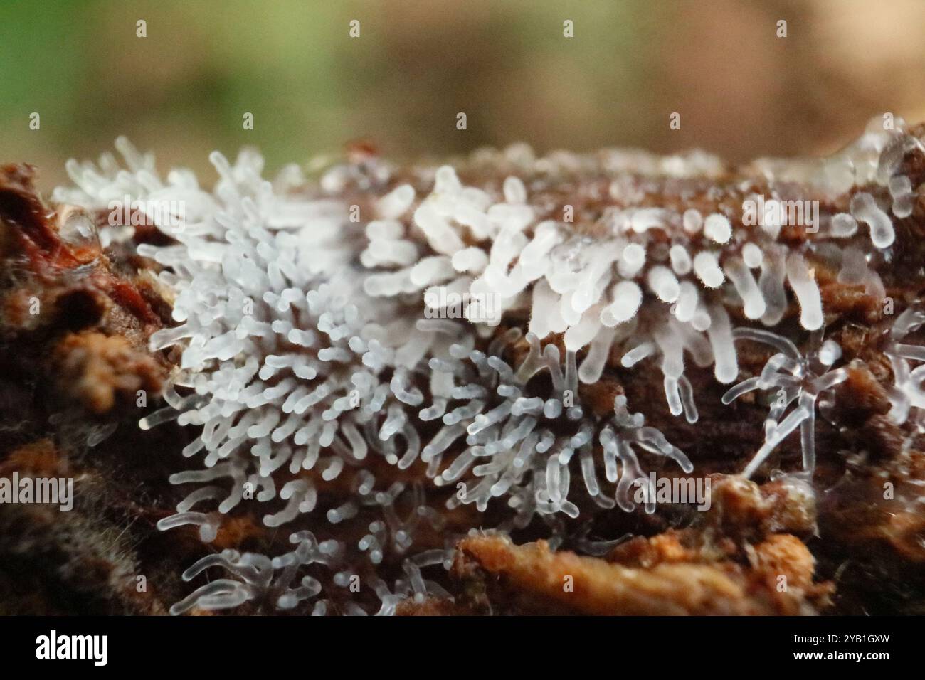 Honeycomb Coral Slime Mold (Ceratiomyxa fruticulosa) Protozoa Stock ...