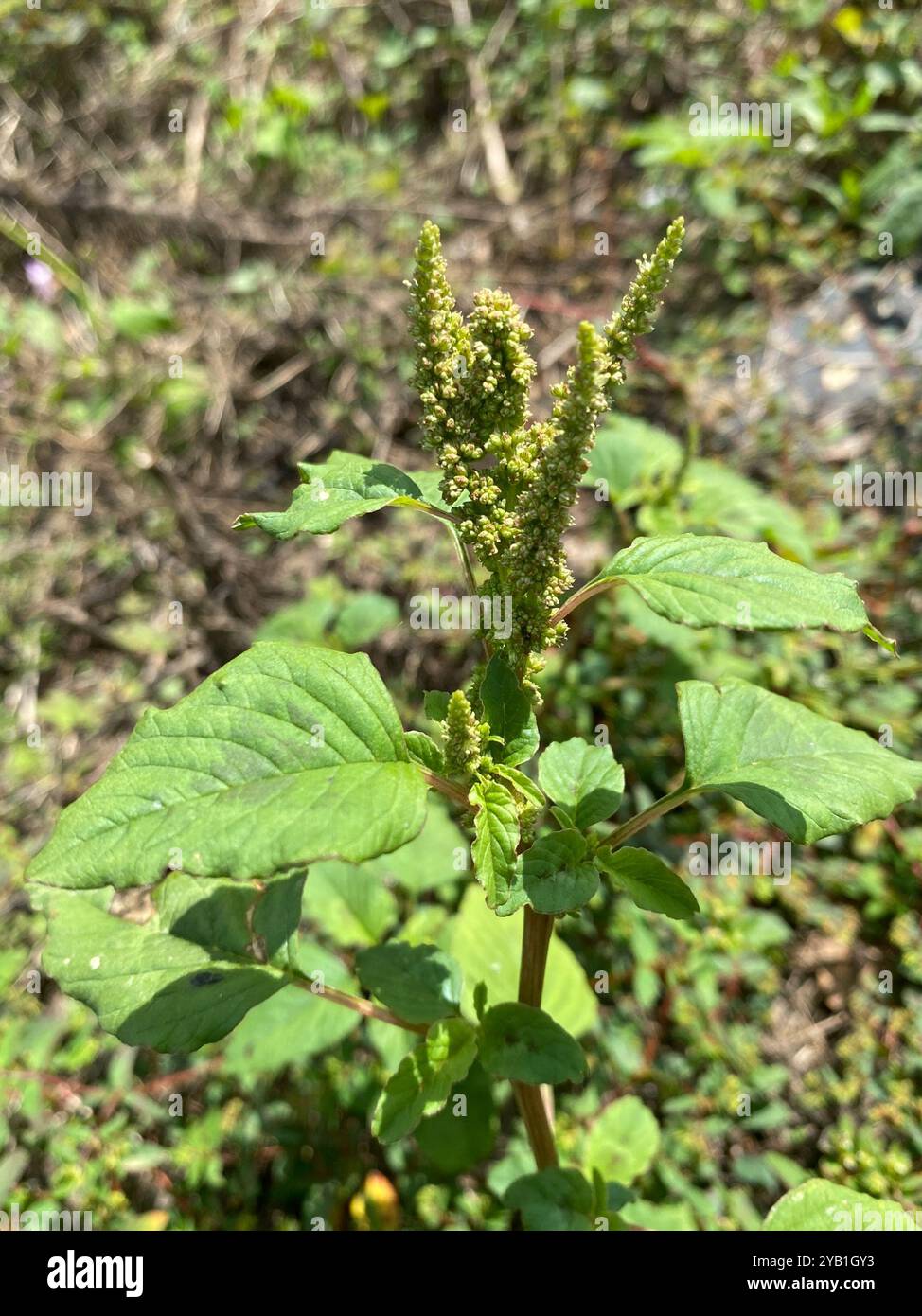 green amaranth (Amaranthus viridis) Plantae Stock Photo - Alamy