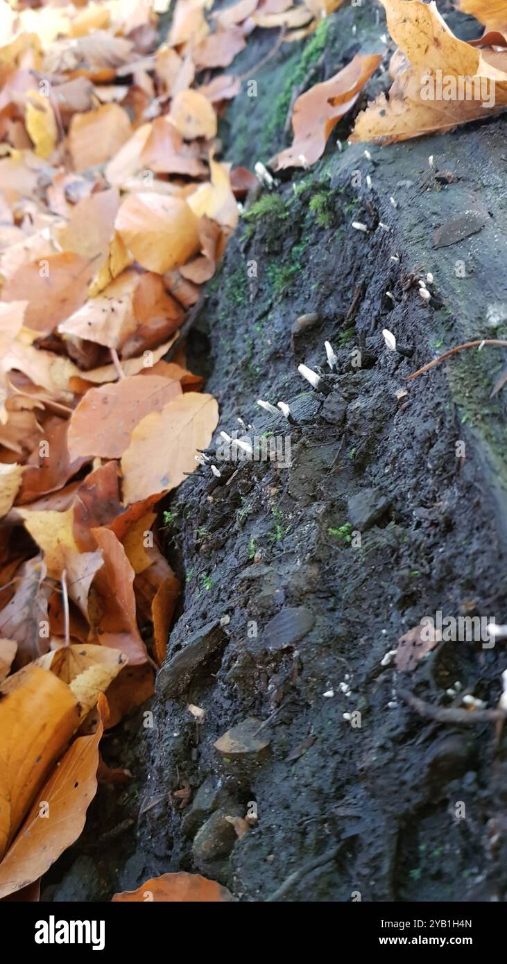 Candlesnuff Fungus (Xylaria hypoxylon) Fungi Stock Photo - Alamy