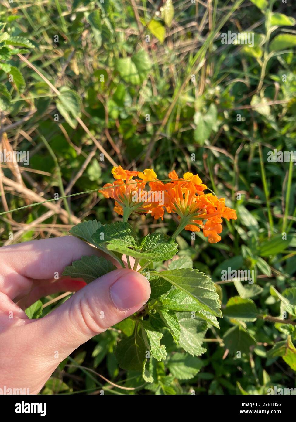 lantanas (Lantana) Plantae Stock Photo - Alamy