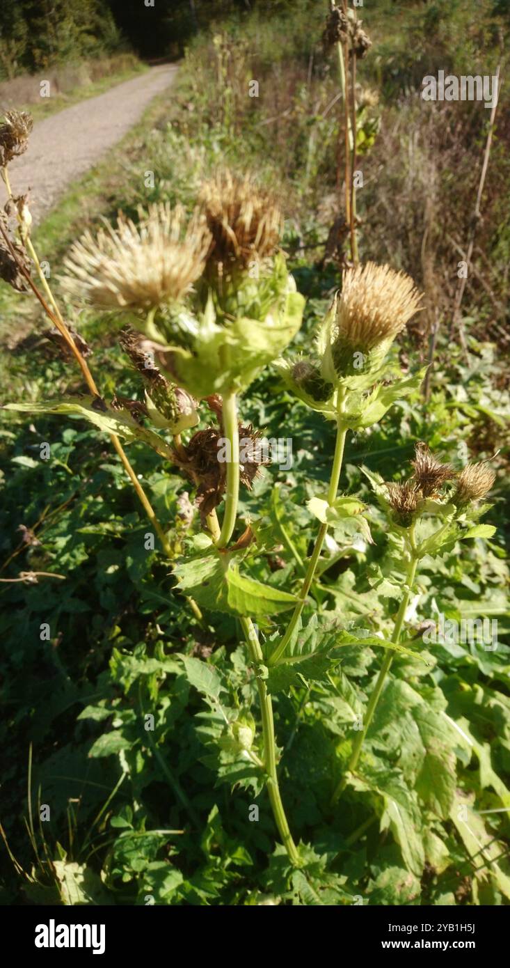 Cabbage Thistle (Cirsium oleraceum) Plantae Stock Photo - Alamy