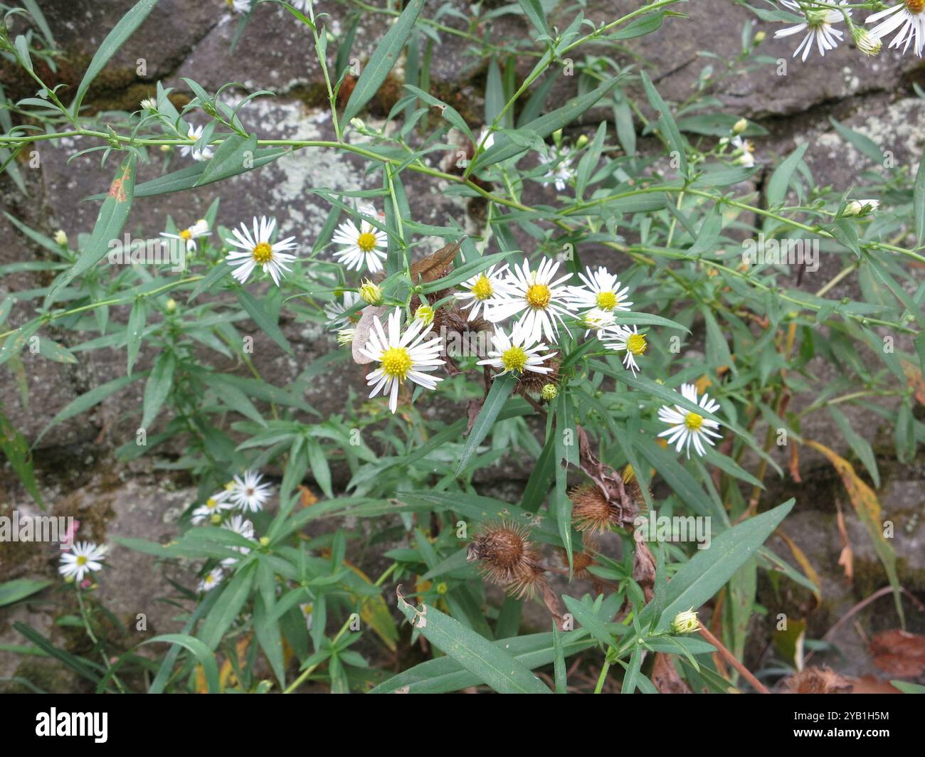 panicled aster (Symphyotrichum lanceolatum) Plantae Stock Photo - Alamy