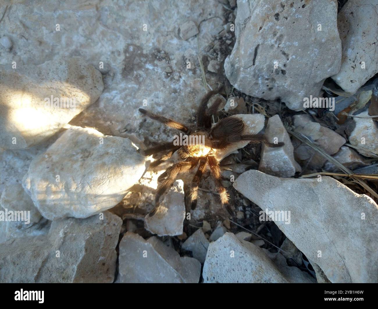 Texas Brown Tarantula (Aphonopelma hentzi) Arachnida Stock Photo - Alamy