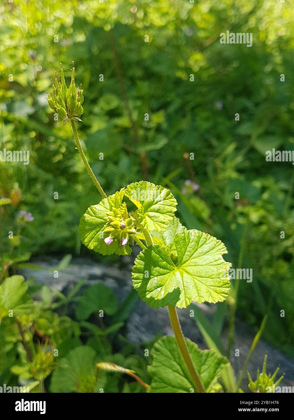 Austral Stork's-bill (Pelargonium australe) Plantae Stock Photo - Alamy