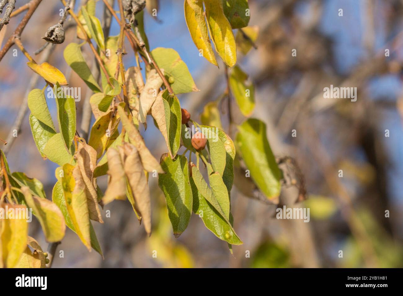 netleaf hackberry (Celtis reticulata) Plantae Stock Photo - Alamy