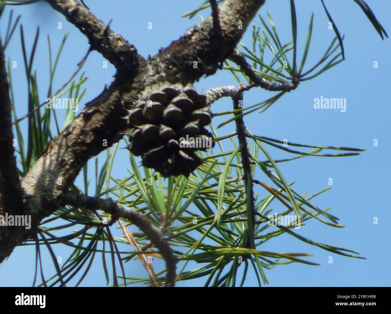 Virginia pine (Pinus virginiana) Plantae Stock Photo - Alamy