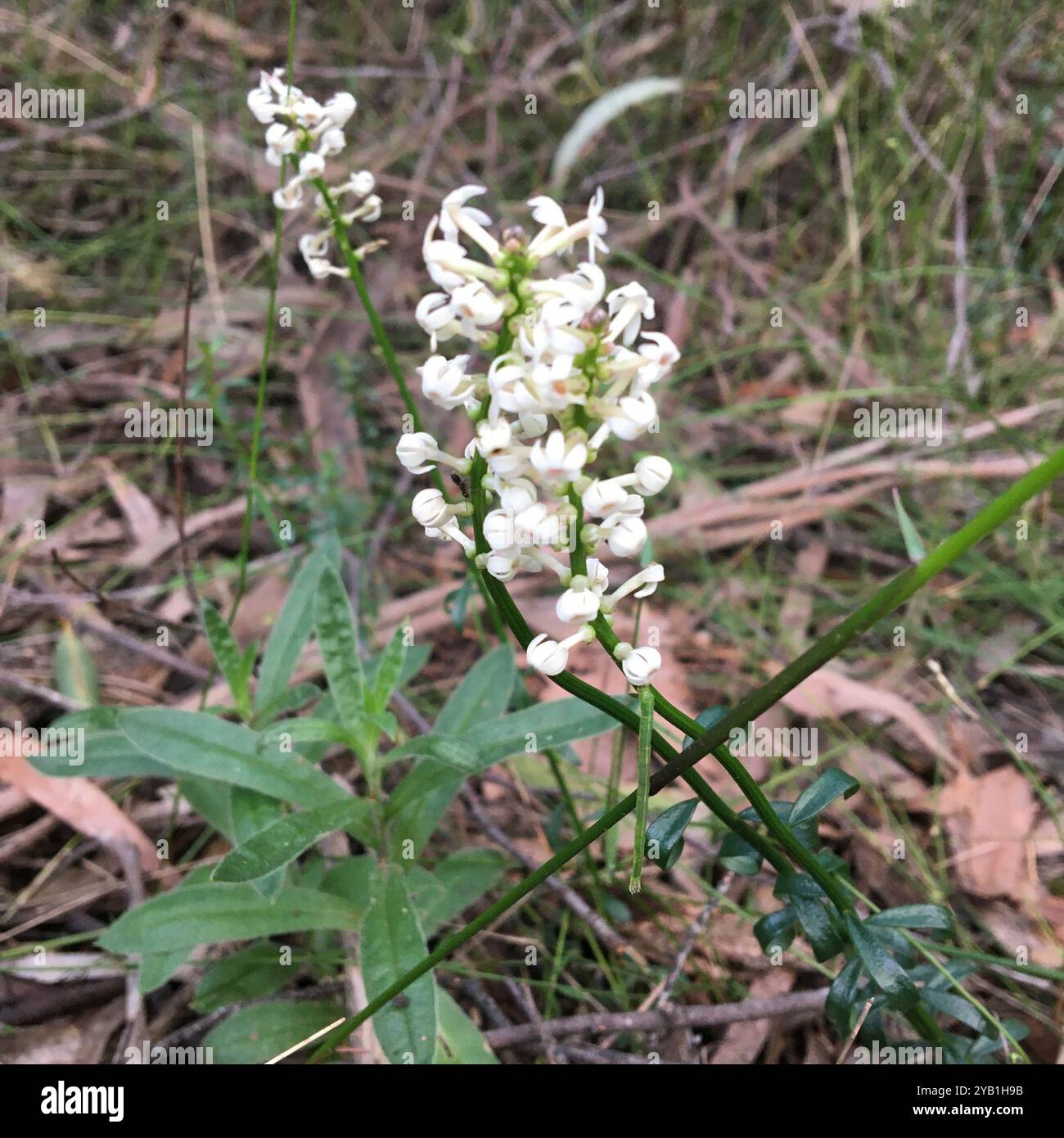 Creamy Candles (Stackhousia monogyna) Plantae Stock Photo - Alamy