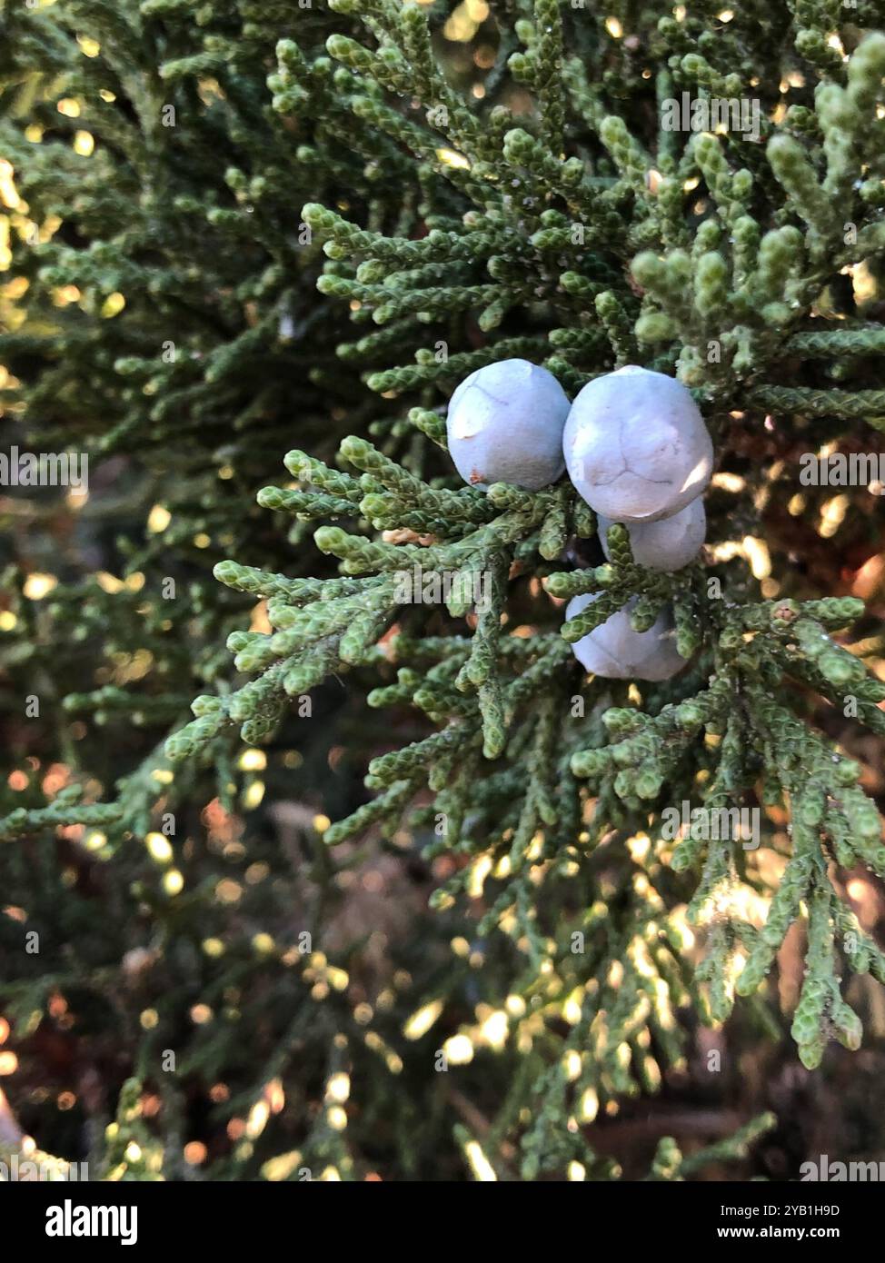 Sierra juniper (Juniperus grandis) Plantae Stock Photo - Alamy
