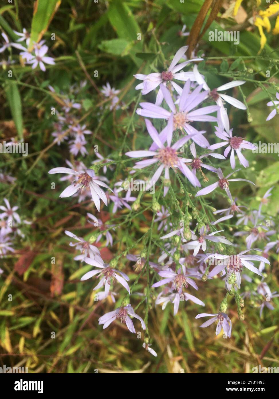 Short's aster (Symphyotrichum shortii) Plantae Stock Photo - Alamy