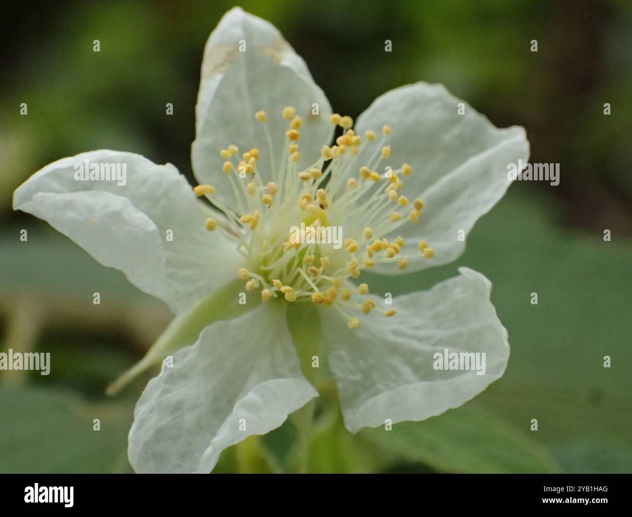 calabur tree (Muntingia calabura) Plantae Stock Photo - Alamy