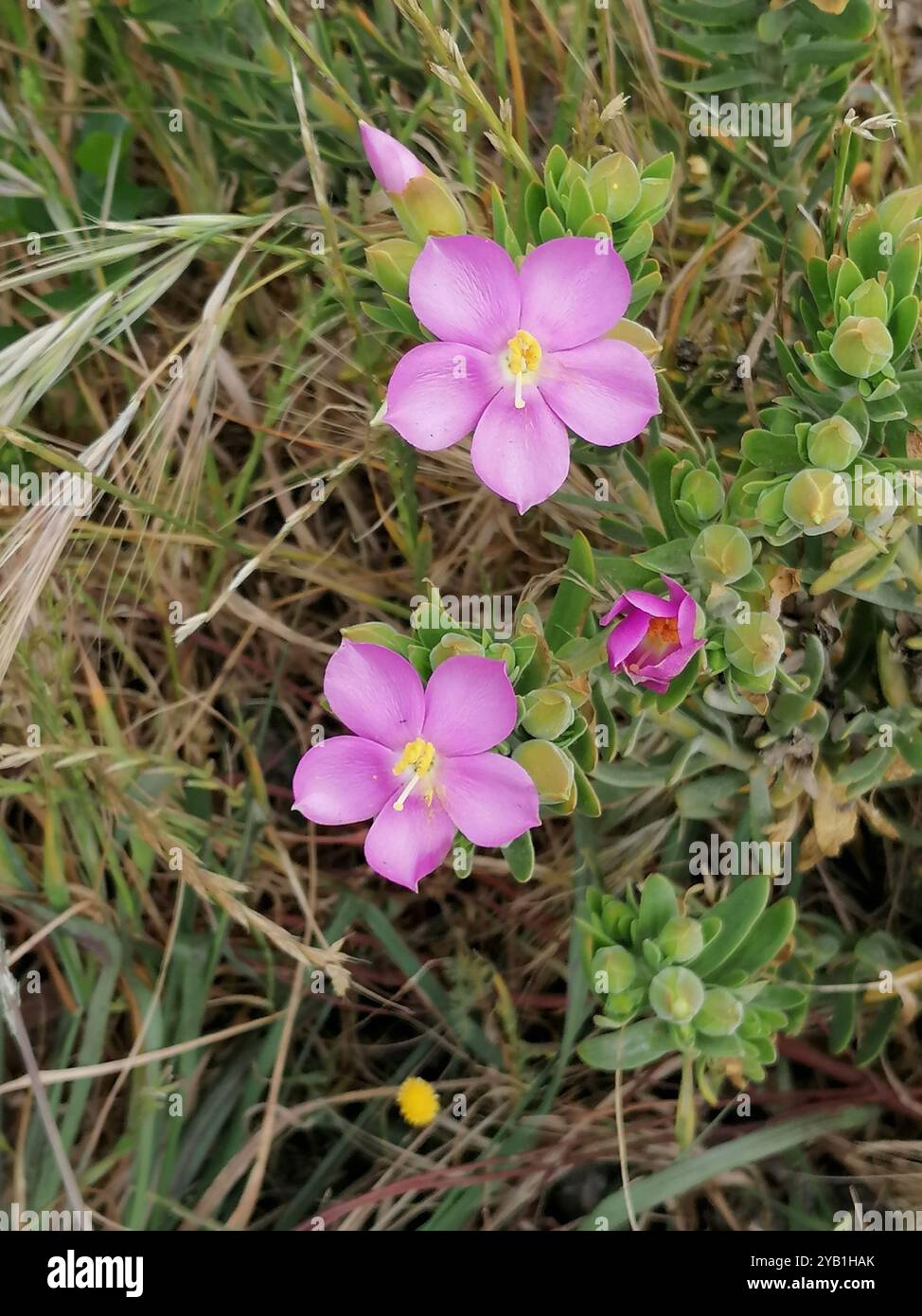 Sea Rose (Orphium frutescens) Plantae Stock Photo - Alamy