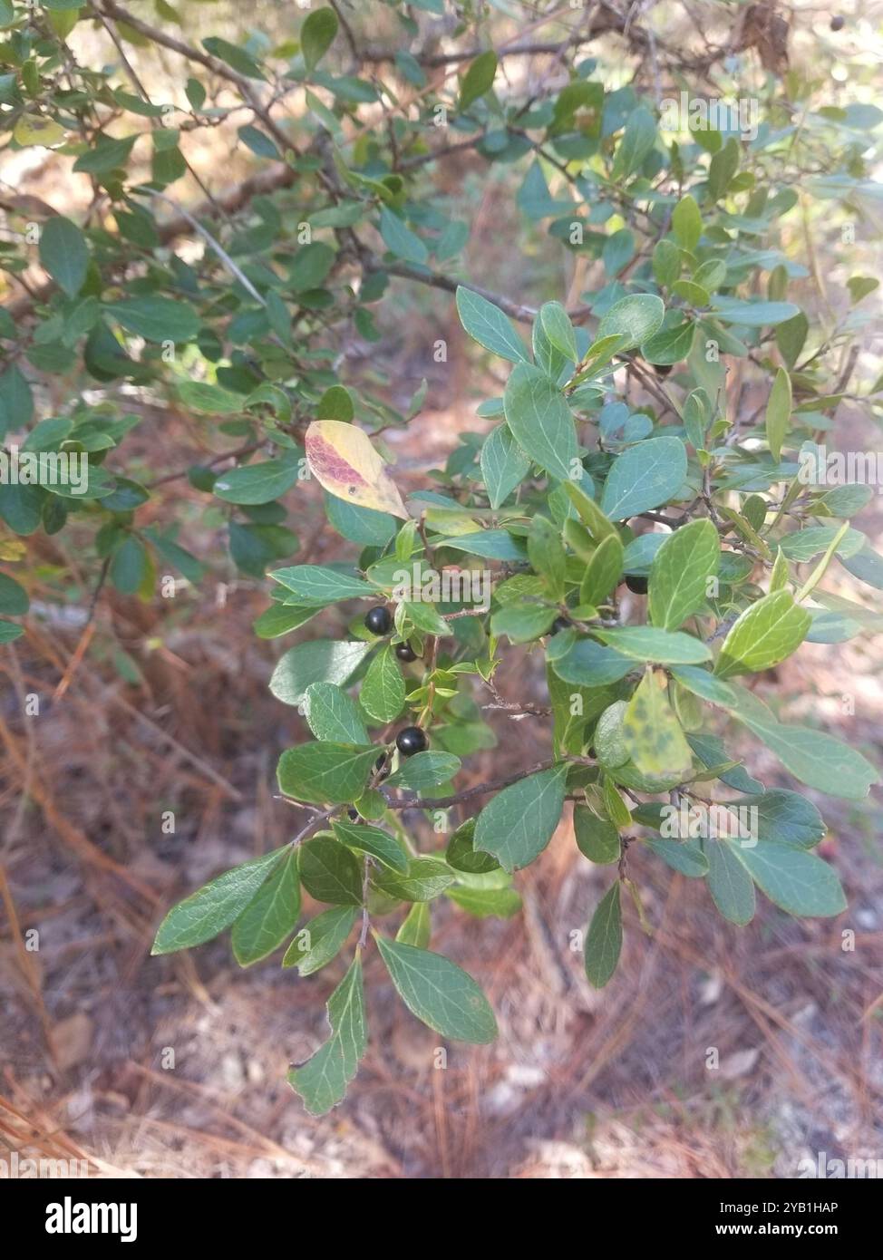 sparkleberry (Vaccinium arboreum) Plantae Stock Photo - Alamy