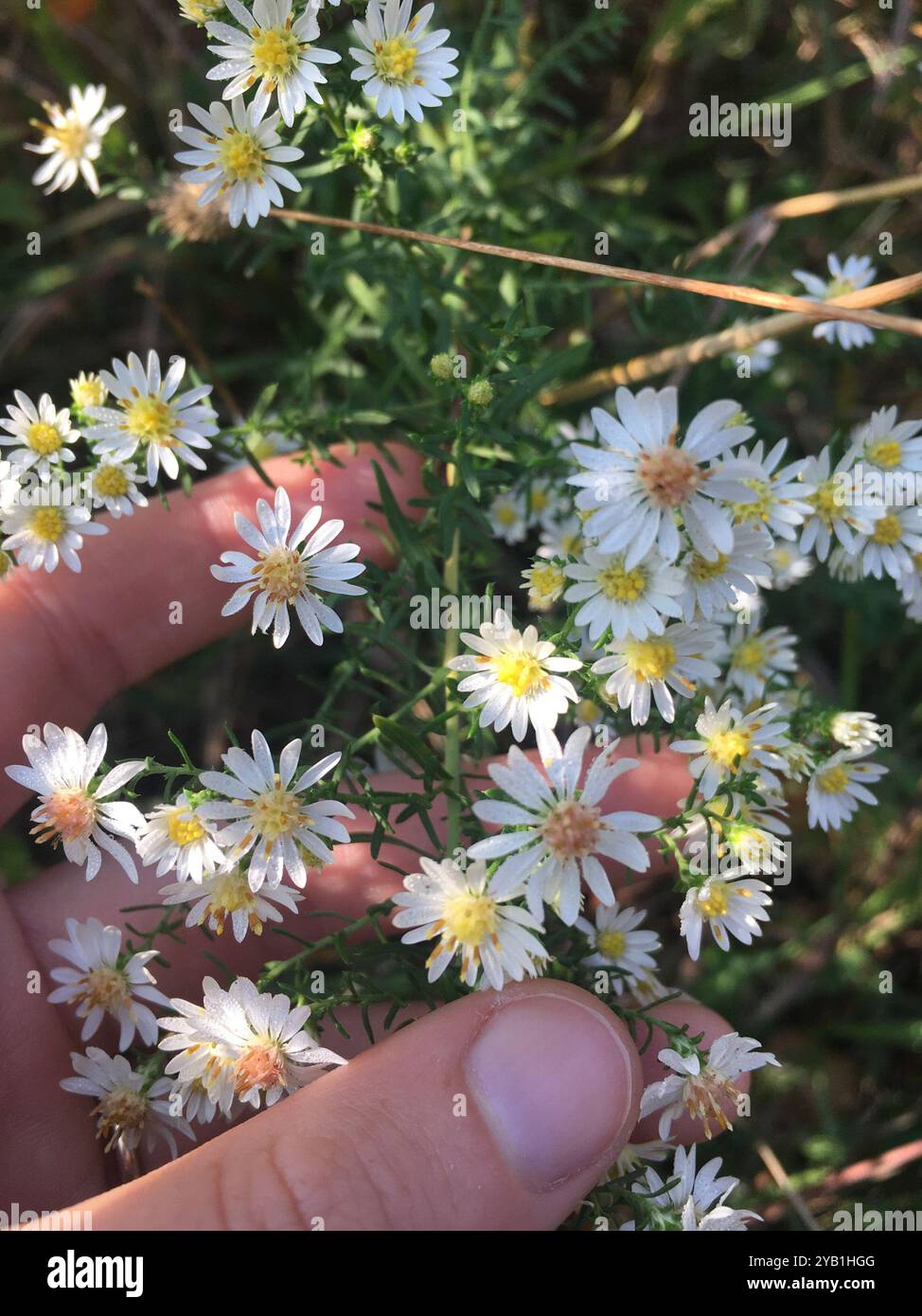 white heath aster (Symphyotrichum ericoides) Plantae Stock Photo - Alamy