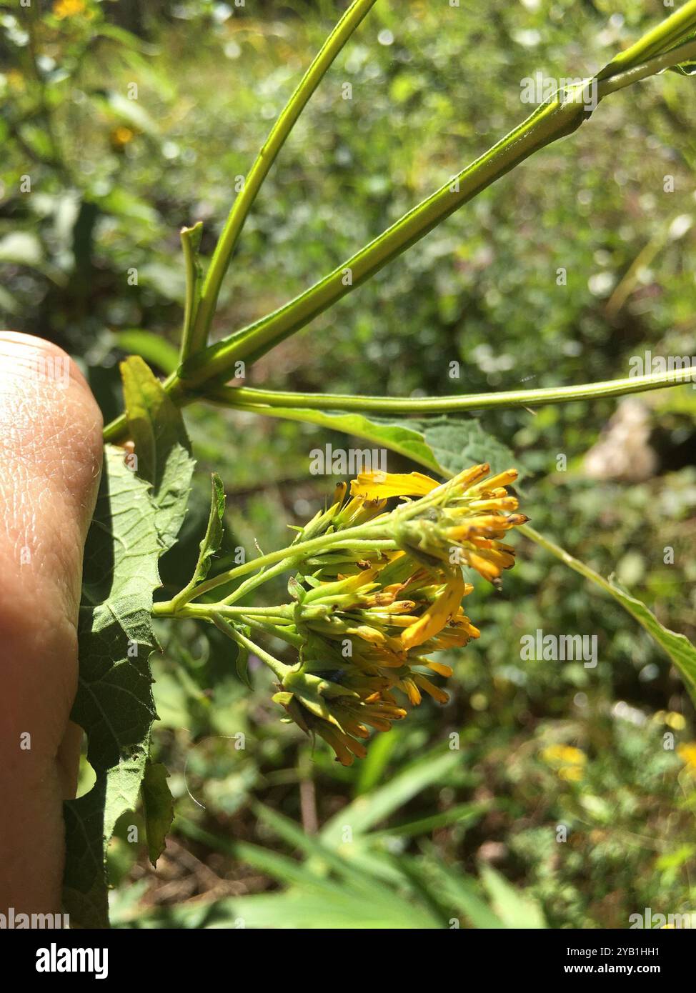 Yellow Crownbeard (Verbesina occidentalis) Plantae Stock Photo - Alamy