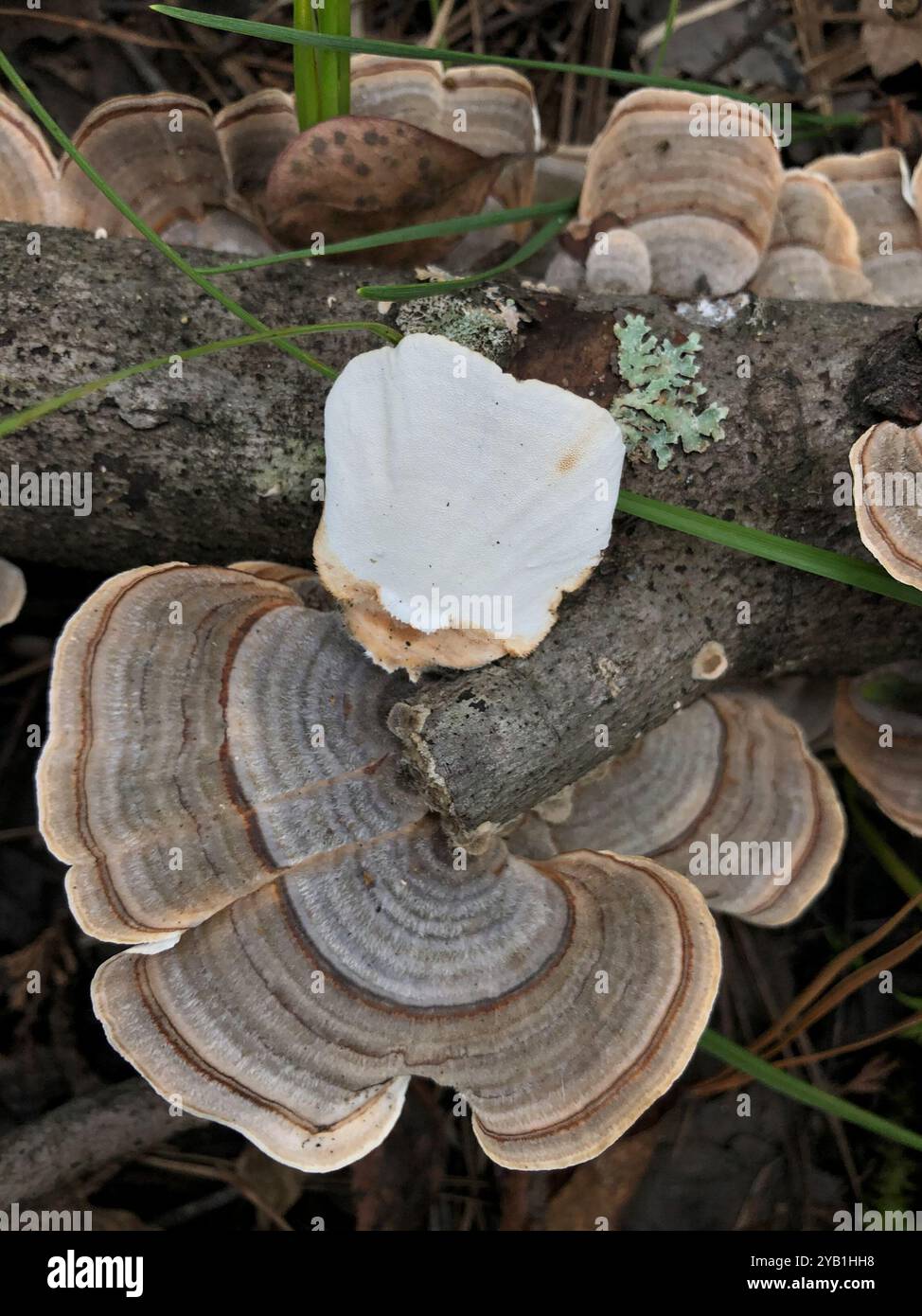turkey-tail (Trametes versicolor) Fungi Stock Photo - Alamy