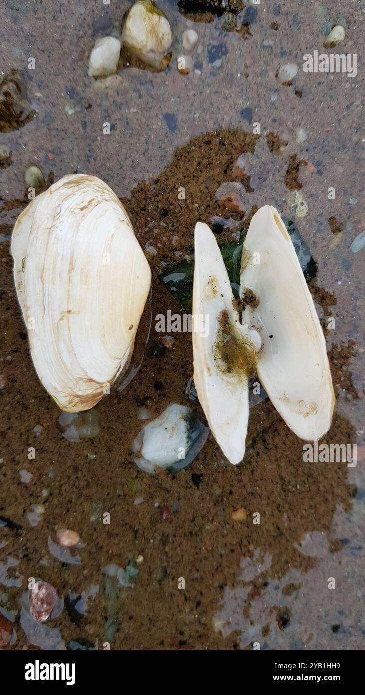 Soft-shelled Clam (Mya arenaria) Mollusca Stock Photo - Alamy