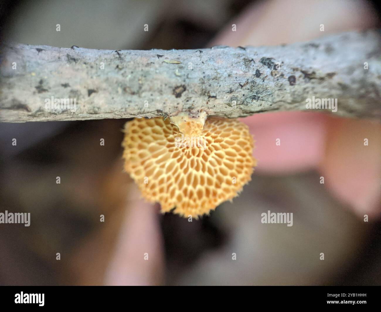 hexagonal-pored polypore (Neofavolus alveolaris) Fungi Stock Photo - Alamy