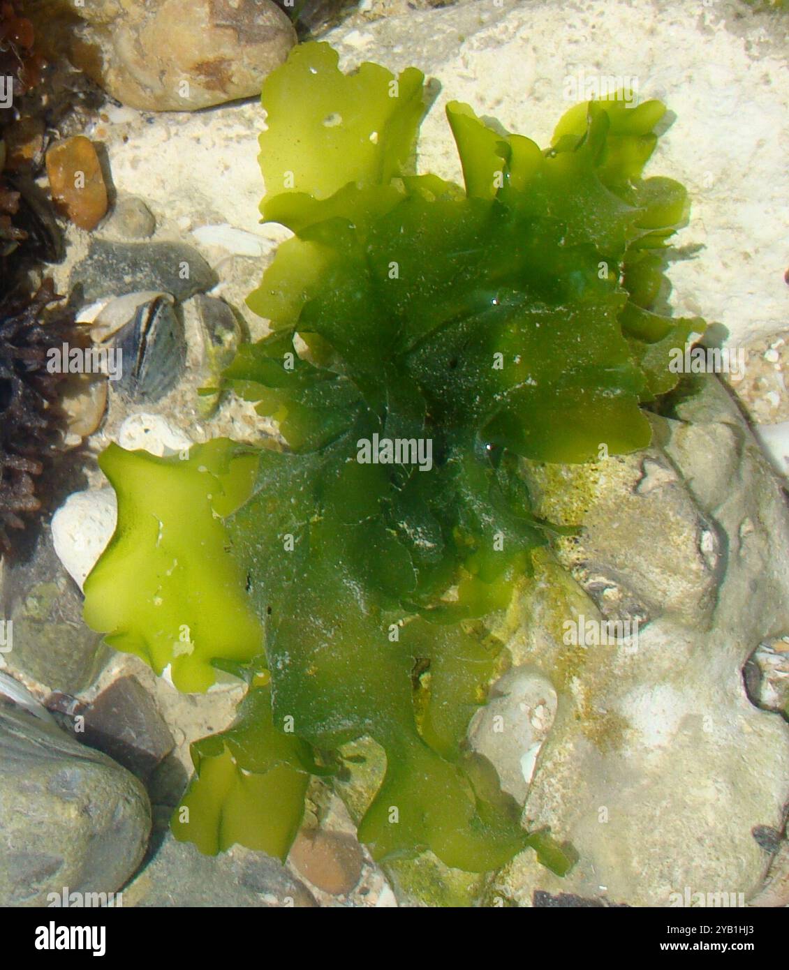 Broadleaf Sea Lettuce (Ulva lactuca) Plantae Stock Photo - Alamy