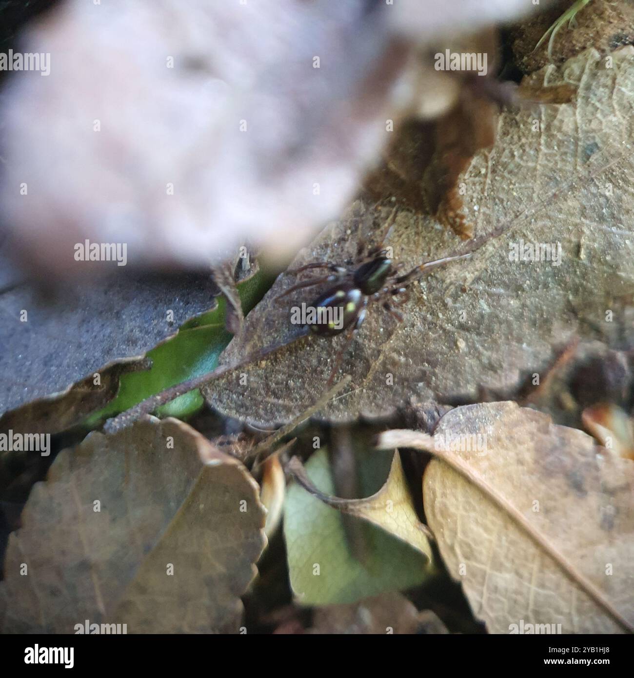 Ant-eating Spiders (Zodariidae) Arachnida Stock Photo - Alamy