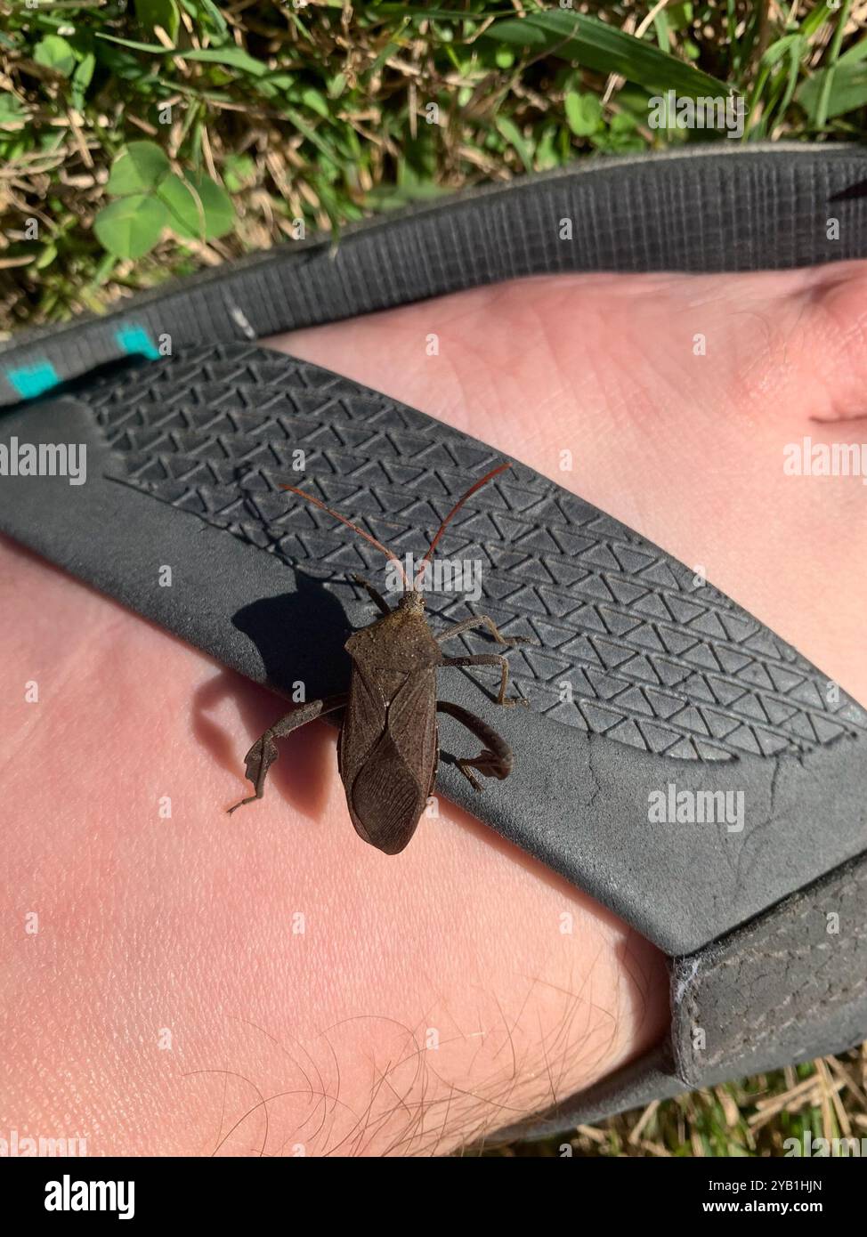 Florida Leaf-footed Bug (Acanthocephala femorata) Insecta Stock Photo ...