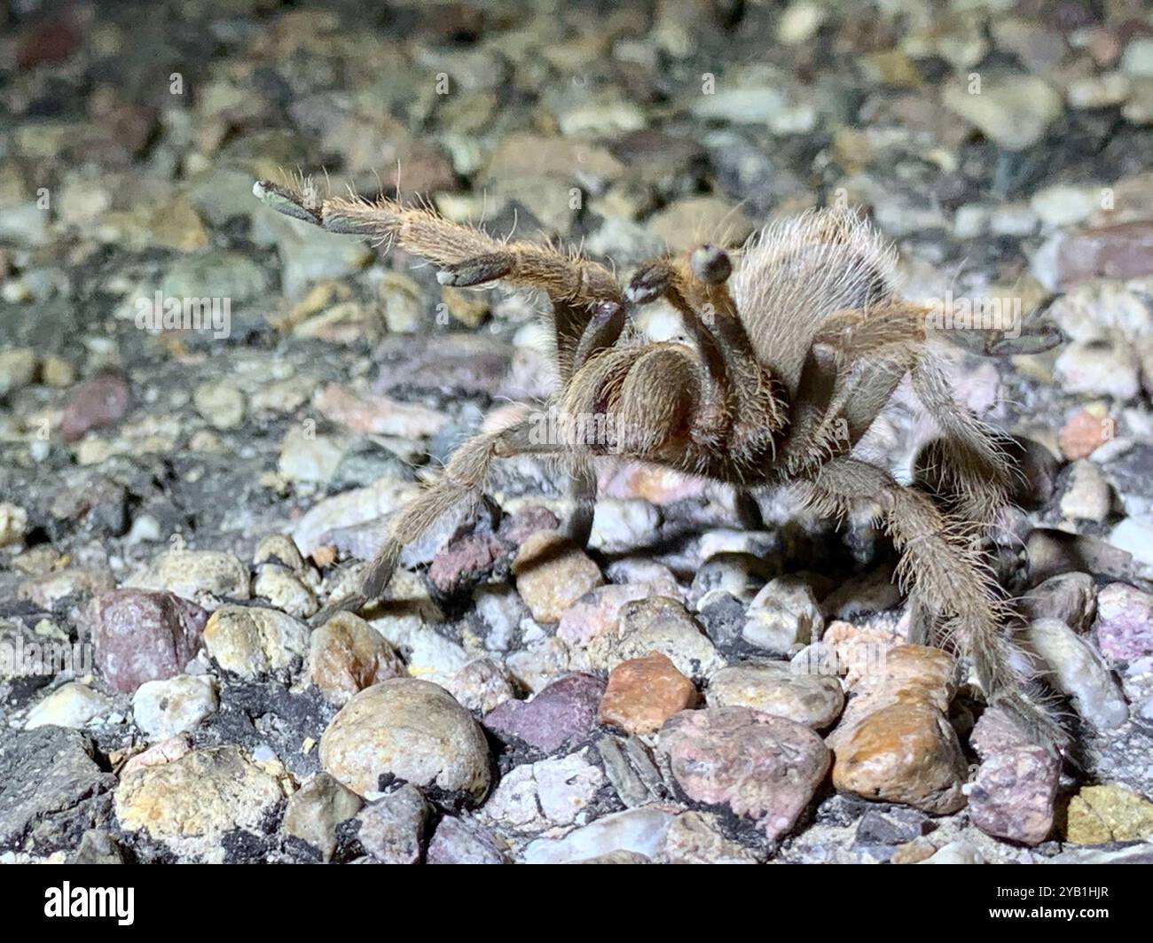 Desert Blonde Tarantula (Aphonopelma chalcodes) Arachnida Stock Photo ...