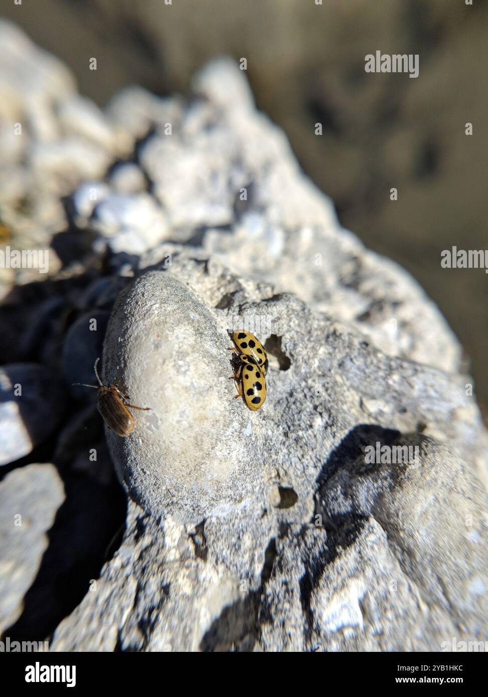 Thirteen-spotted Lady Beetle (Hippodamia tredecimpunctata) Insecta ...