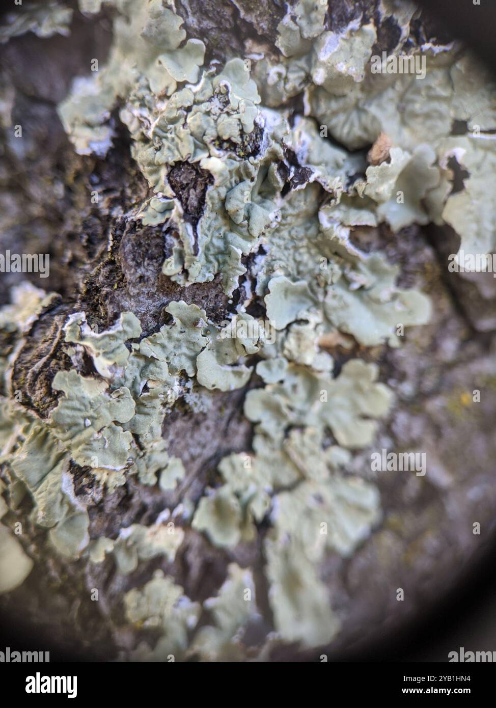 typical shield lichens (Parmelioideae) Fungi Stock Photo - Alamy