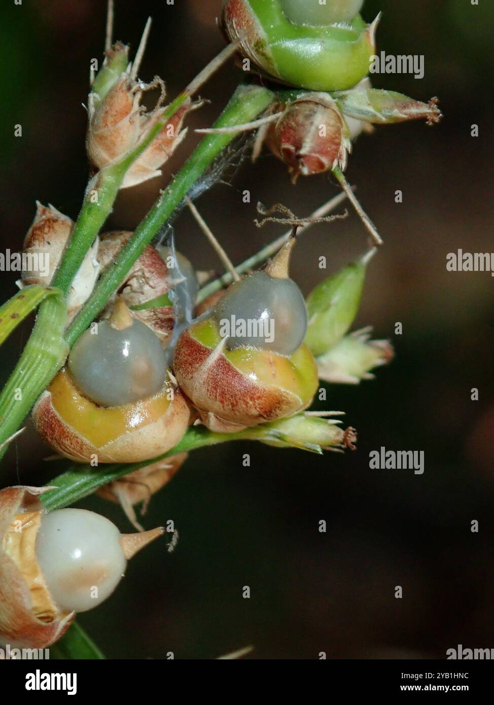 grasses (Poaceae) Plantae Stock Photo - Alamy