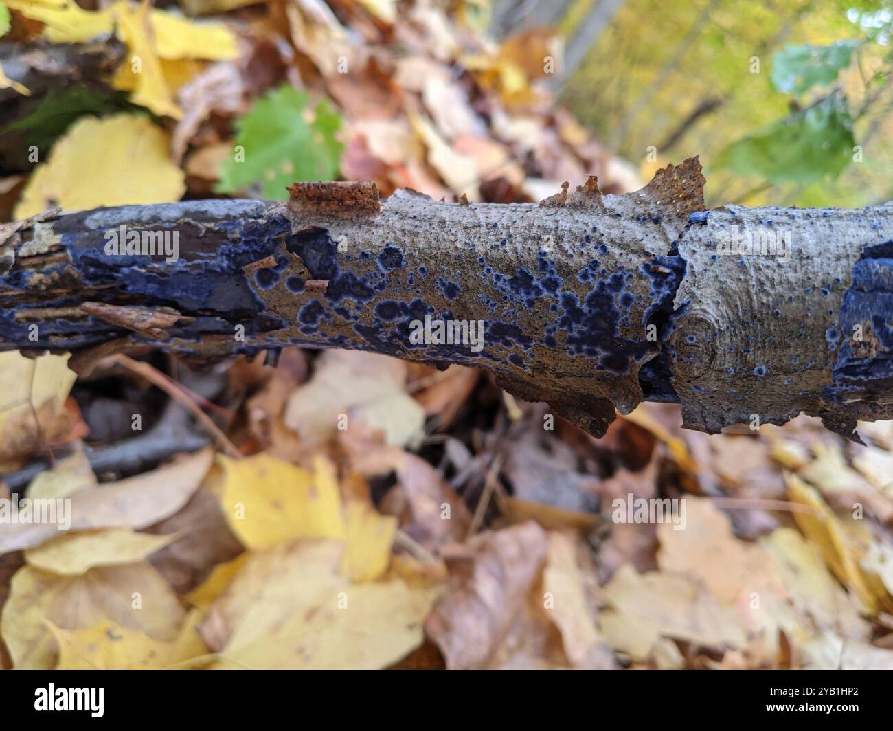 Cobalt Crust (Terana coerulea) Fungi Stock Photo - Alamy