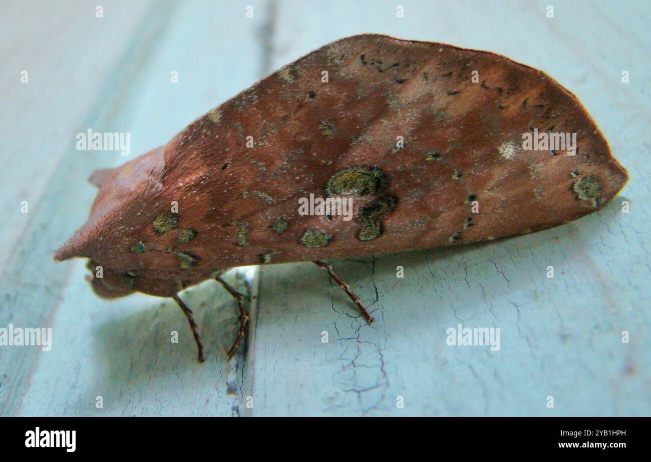 Hapigia hi-res stock photography and images - Alamy