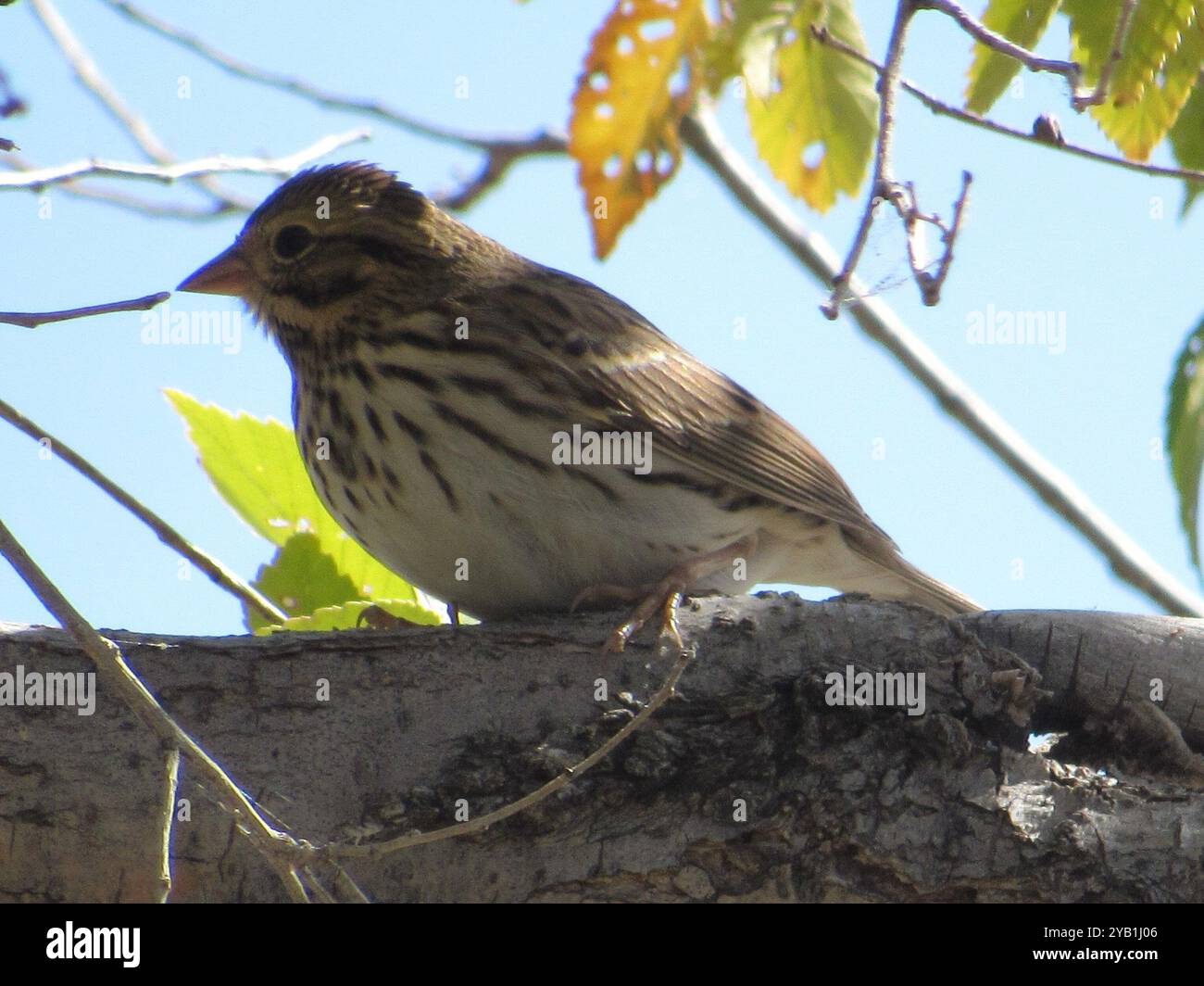 Savannah Sparrow (Passerculus sandwichensis) Aves Stock Photo - Alamy