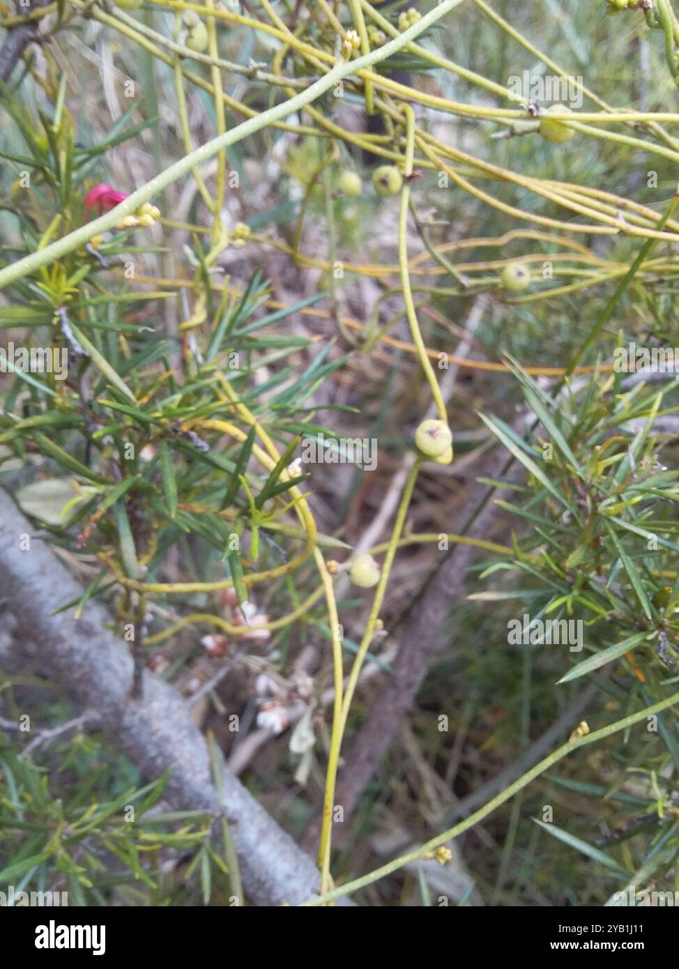 Downy Dodder-laurel (Cassytha pubescens) Plantae Stock Photo - Alamy