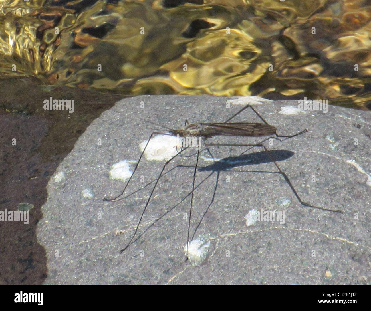Large Crane Flies (Tipulidae) Insecta Stock Photo - Alamy