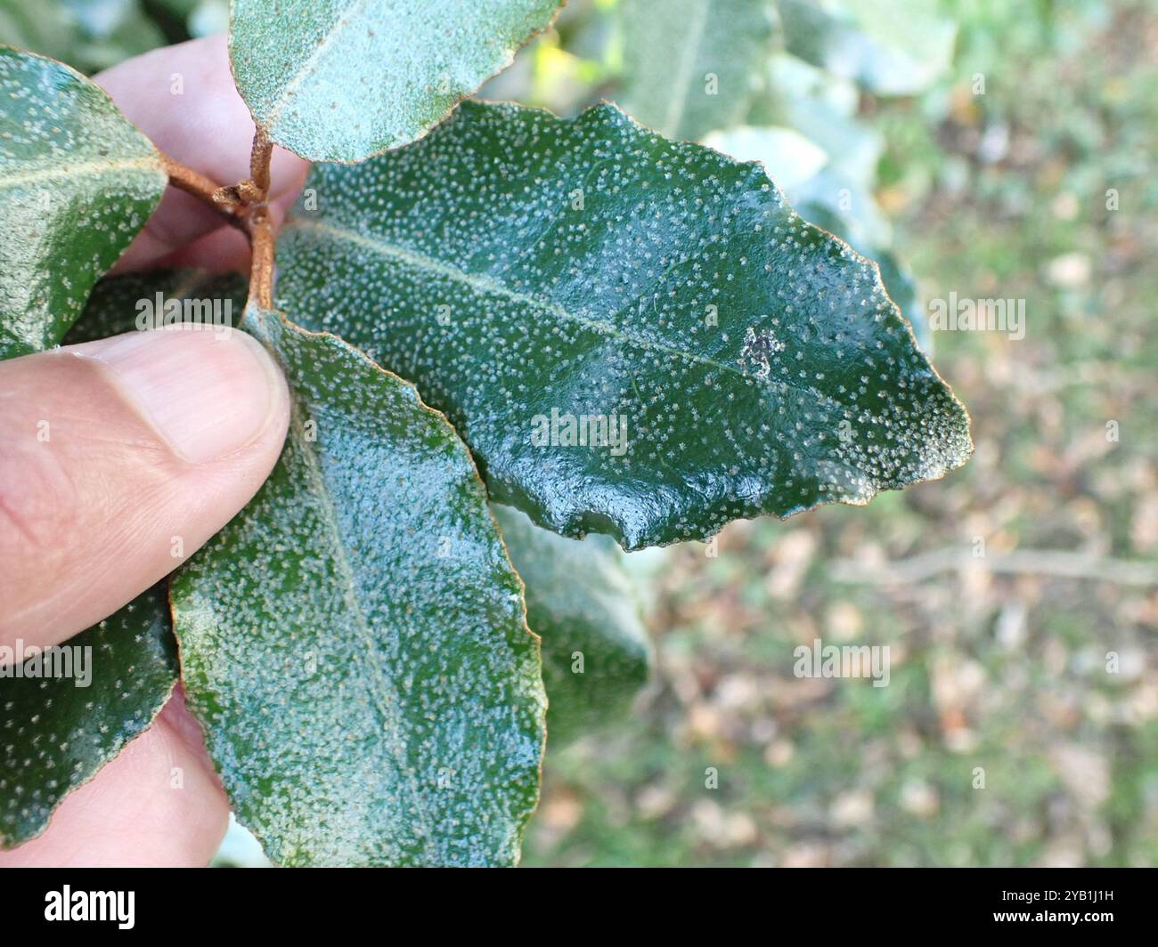 Ebbinge's Silverberry (Elaeagnus × submacrophylla) Plantae Stock Photo ...
