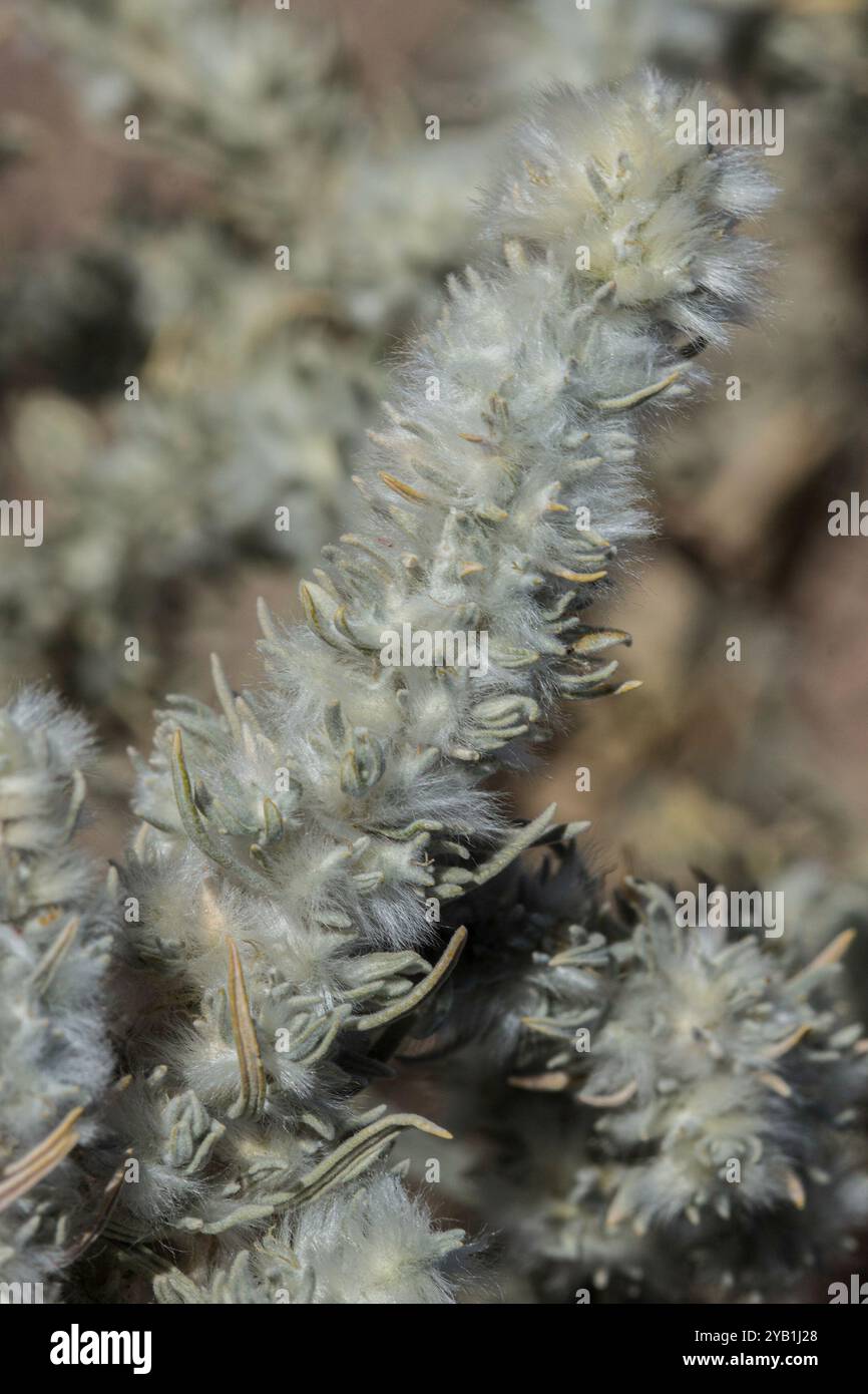 Winterfat (Krascheninnikovia lanata) Plantae Stock Photo - Alamy