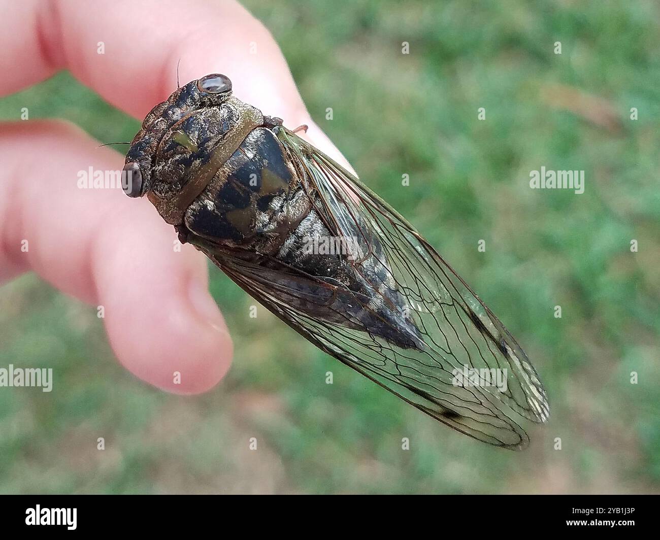 Davis's Southeastern Dog-day Cicada (Neotibicen davisi) Insecta Stock ...