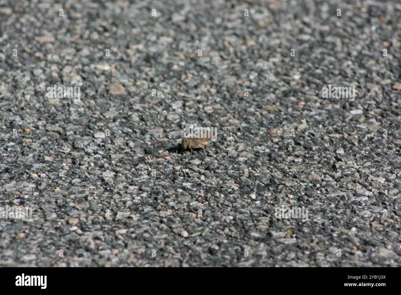 Carolina Grasshopper (Dissosteira carolina) Insecta Stock Photo - Alamy