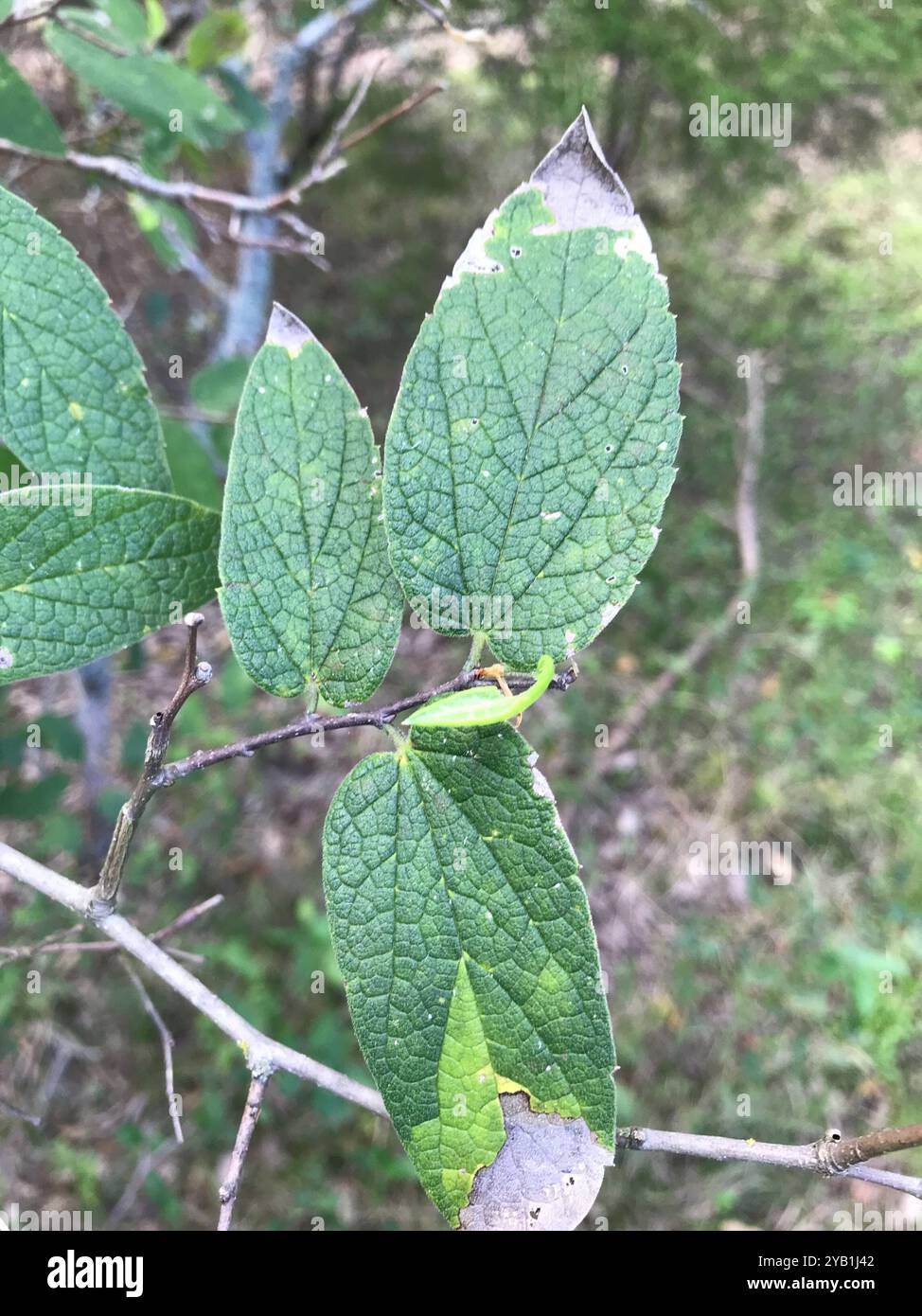 netleaf hackberry (Celtis reticulata) Plantae Stock Photo - Alamy